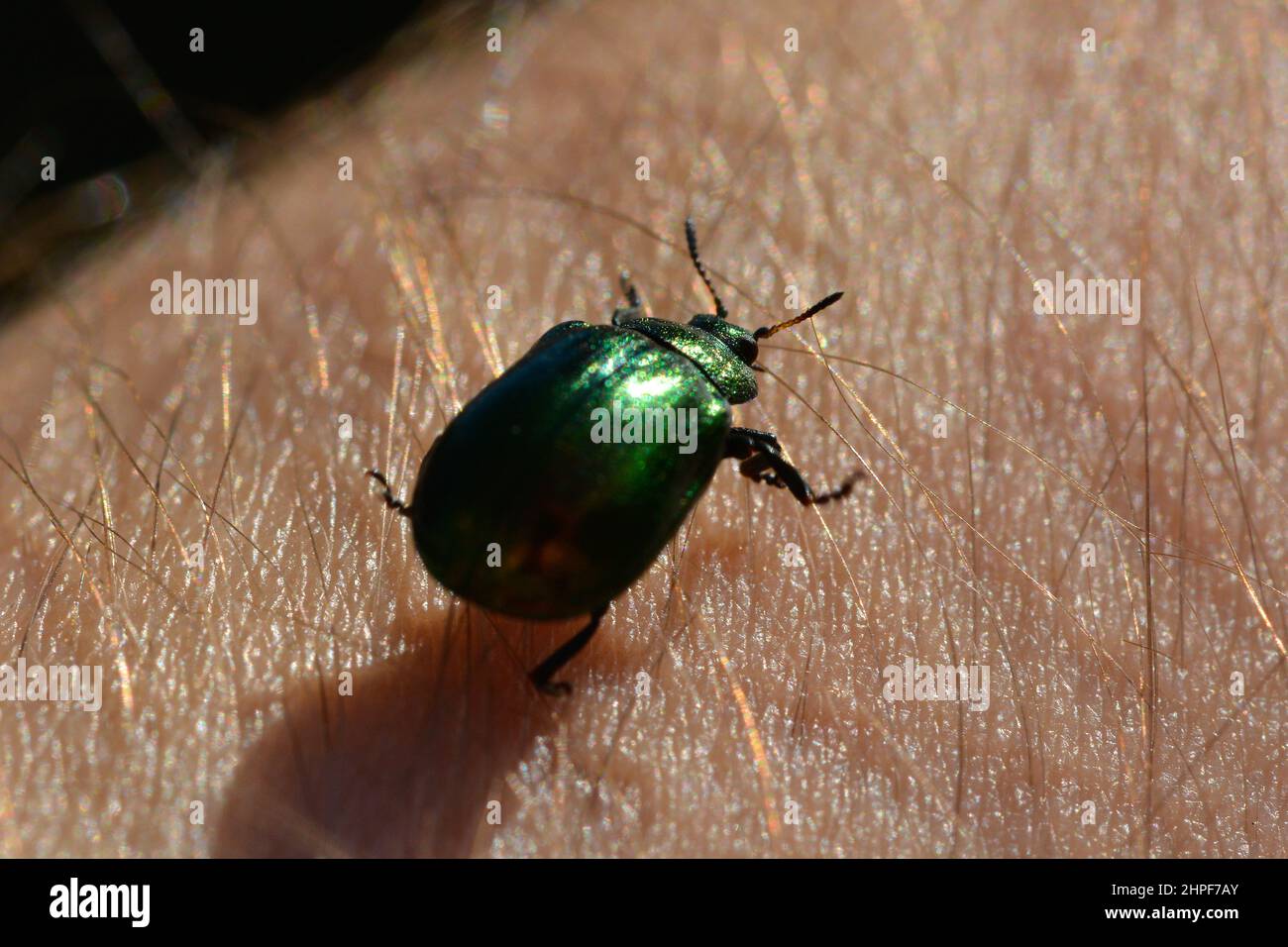 Dead nettle beetle hi-res stock photography and images - Alamy