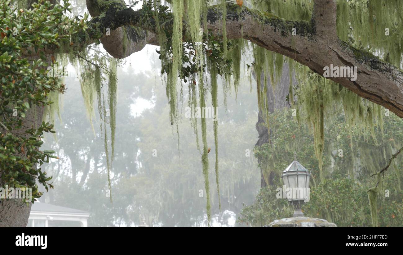 Lace lichen moss hanging, tree branches in foggy misty forest. Surreal ...