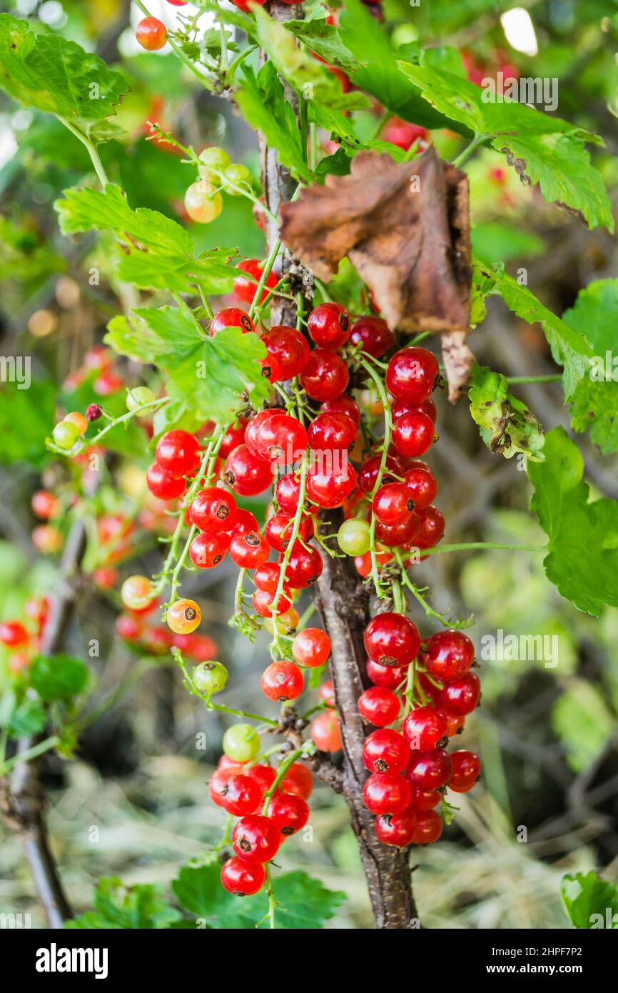Many fruits of ripe red currants on the branches of bushes, close up ...