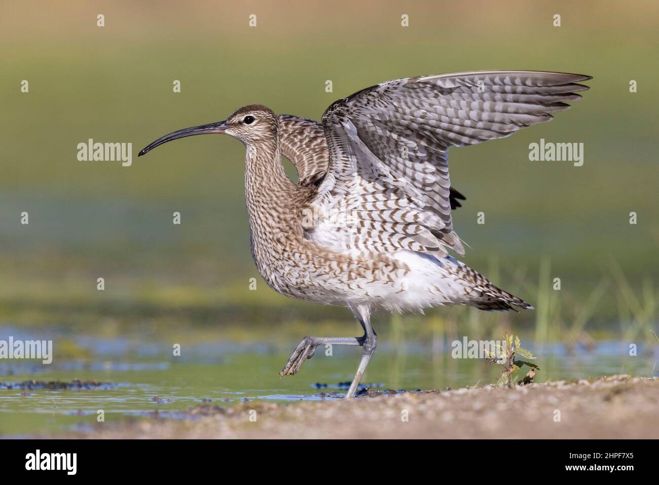 Eurasian Whimbrel (Numenius phaeopus), side view of an adult spreading ...