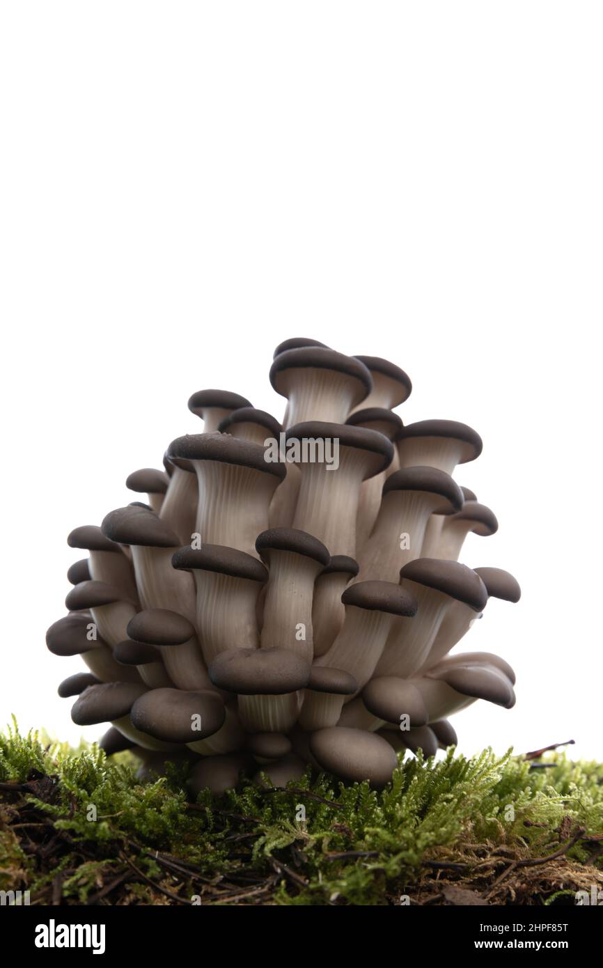 lovely bunch of mushrooms looking like a tree with green grass, fresh ...