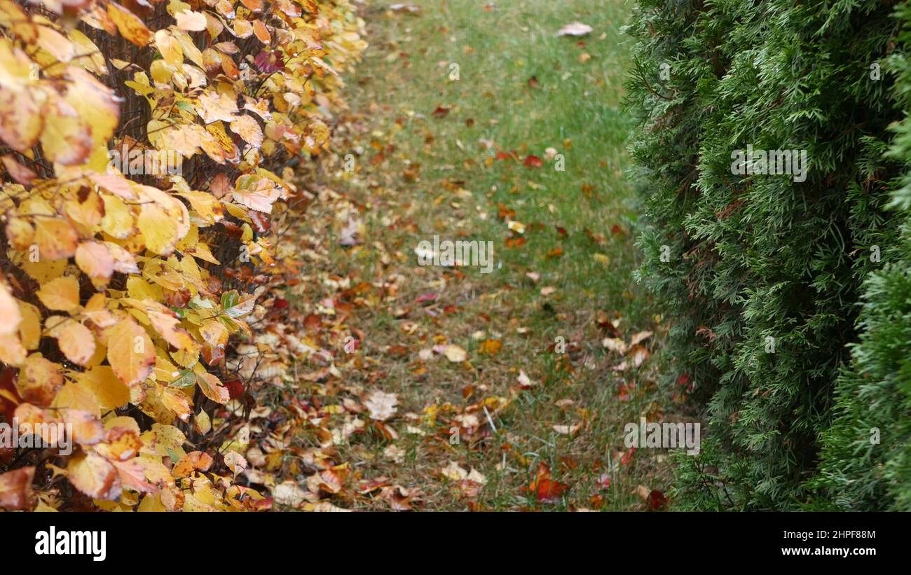 Yellow autumn leaves, orange fall leaf in ornamental garden. Leafage in ...