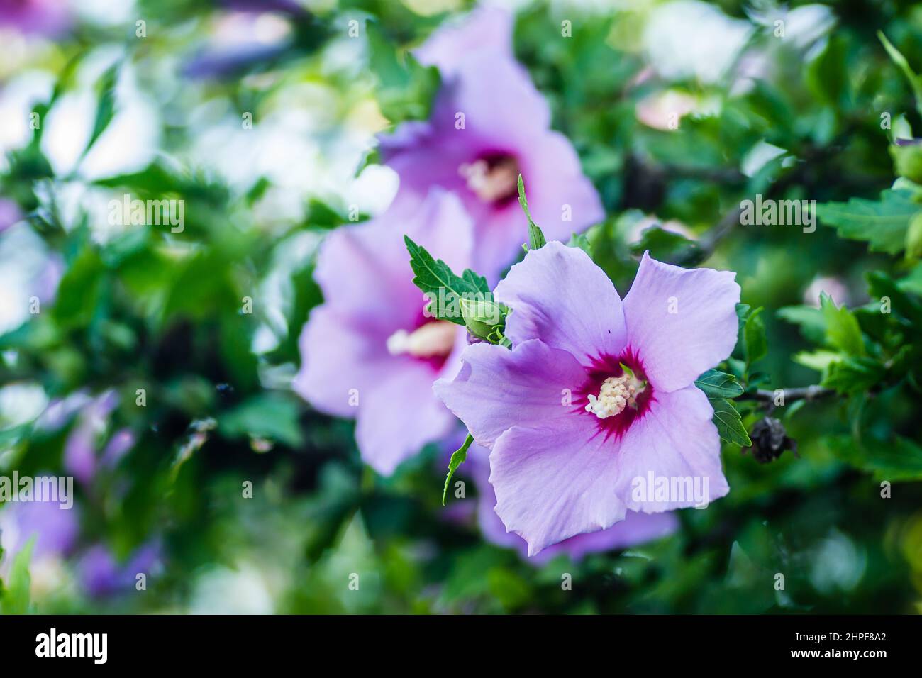 Purple flowers of the Hibiscus plant, on the branches of a tree, up ...