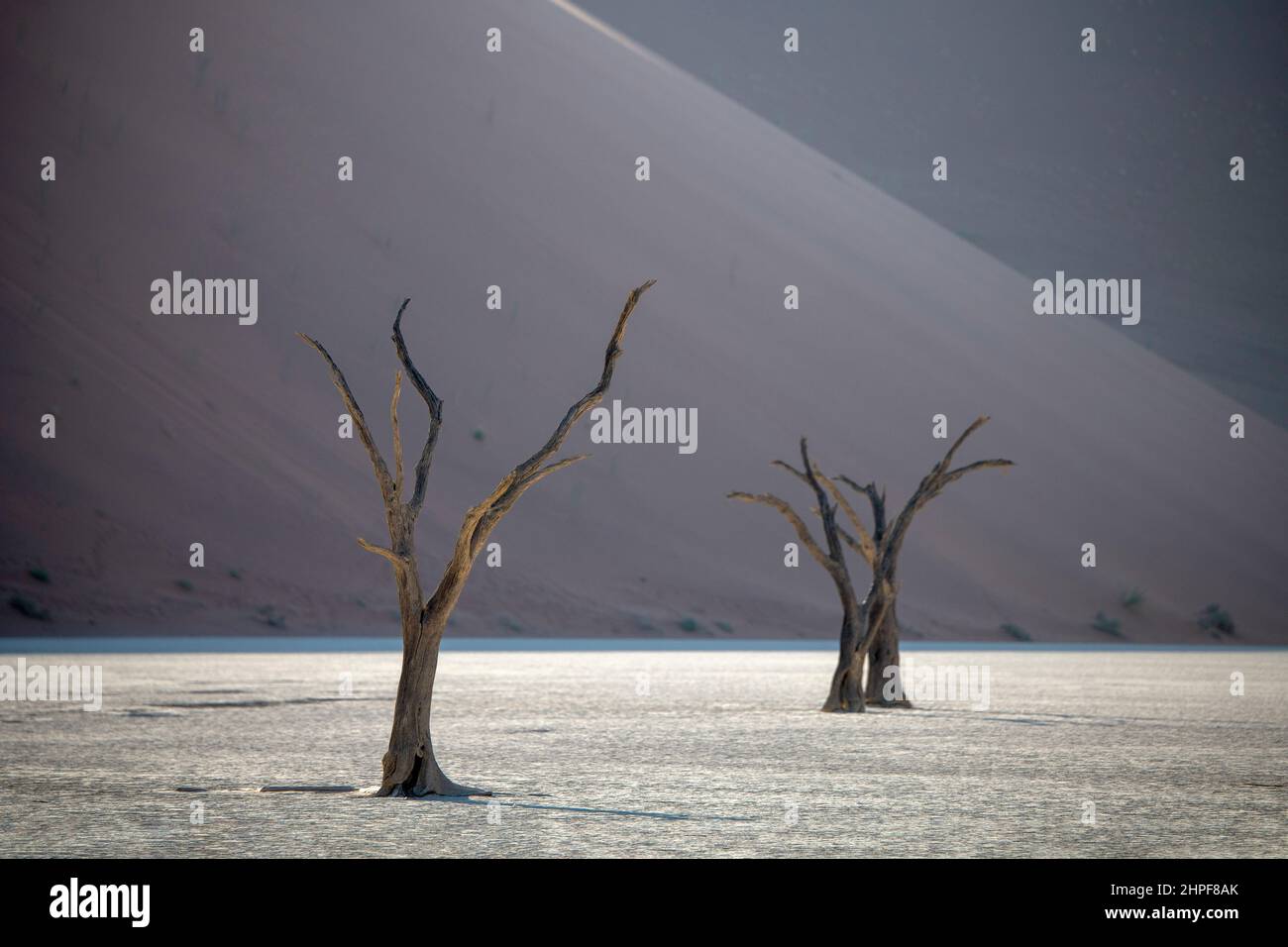 Beautiful photo of a dry trees, mysterious shadow on the duna behind ...