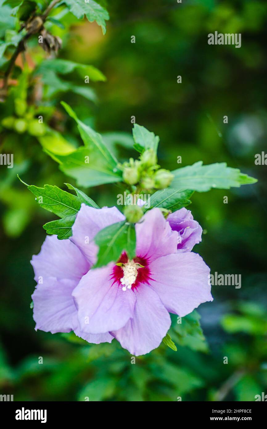 Purple flowers of the Hibiscus plant, on the branches of a tree, up ...