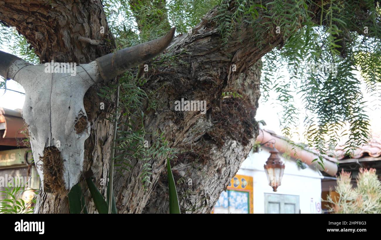 Bull or cow skull, dead animal head bones with horns on California ...