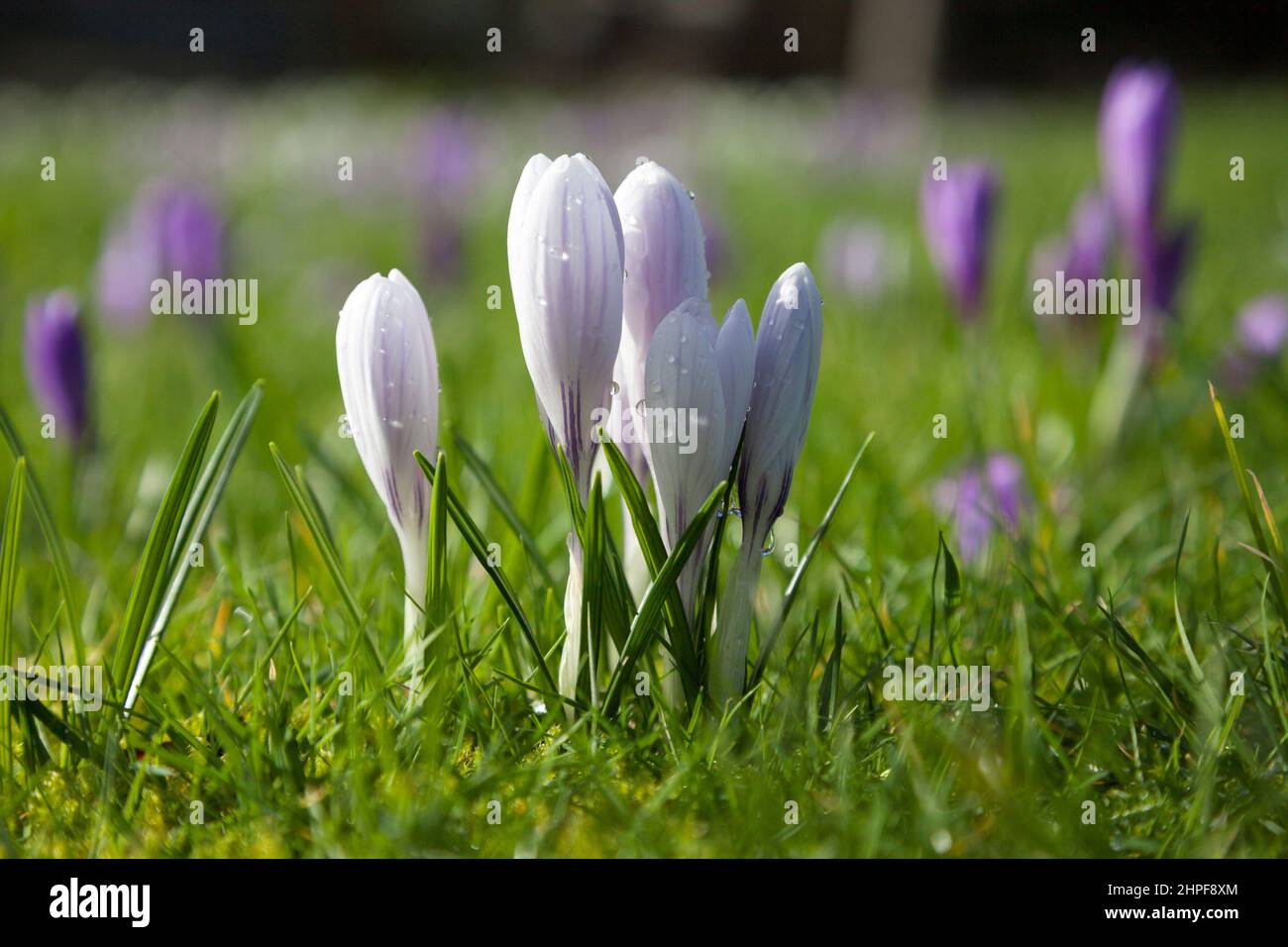 Spring flowering crocus naturalised in grass Stock Photo - Alamy