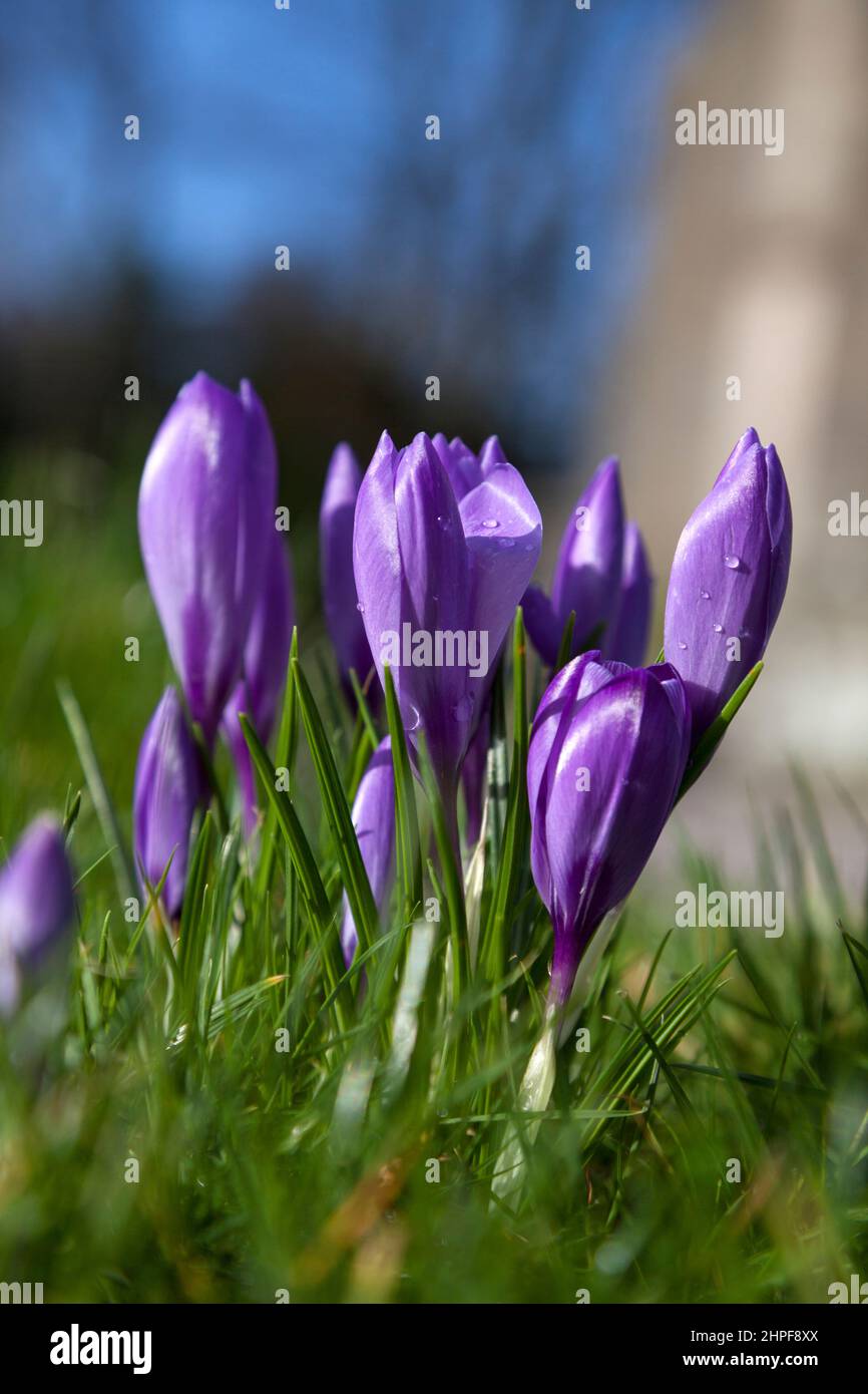 Naturalised in grass hi-res stock photography and images - Alamy