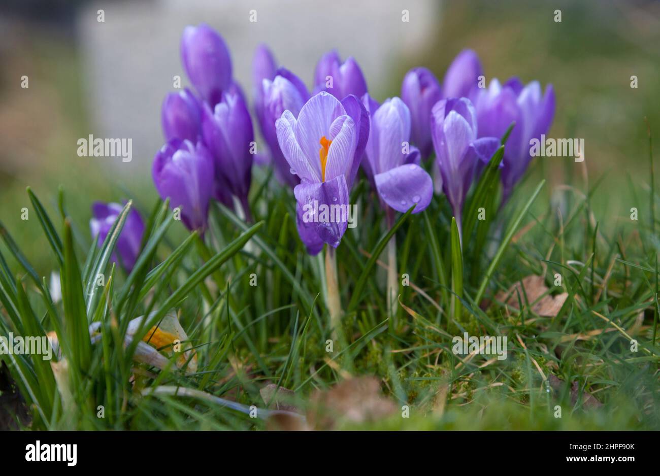 Spring flowering crocus naturalised in grass Stock Photo - Alamy