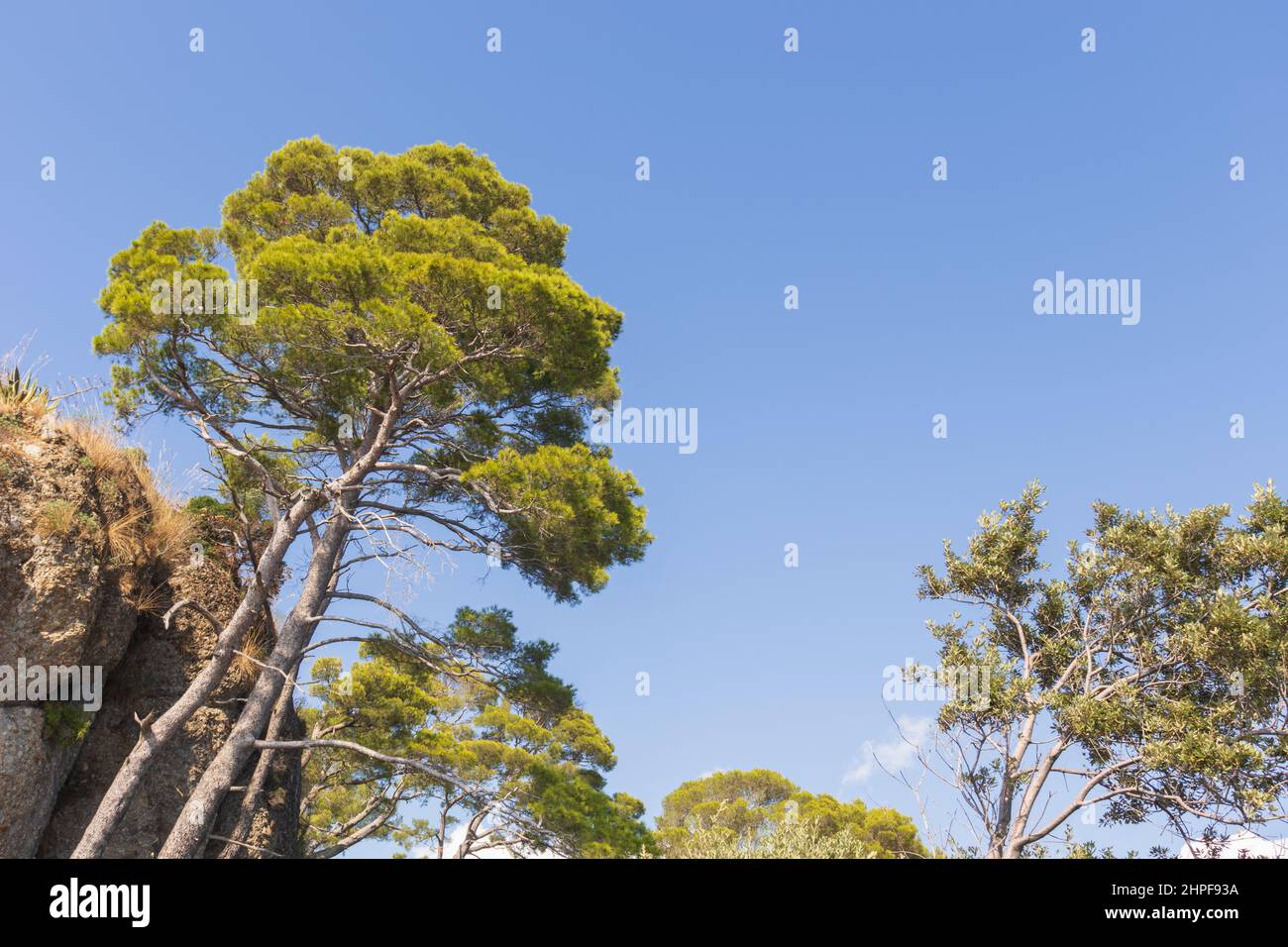Maritime pine trees wood hi-res stock photography and images - Alamy