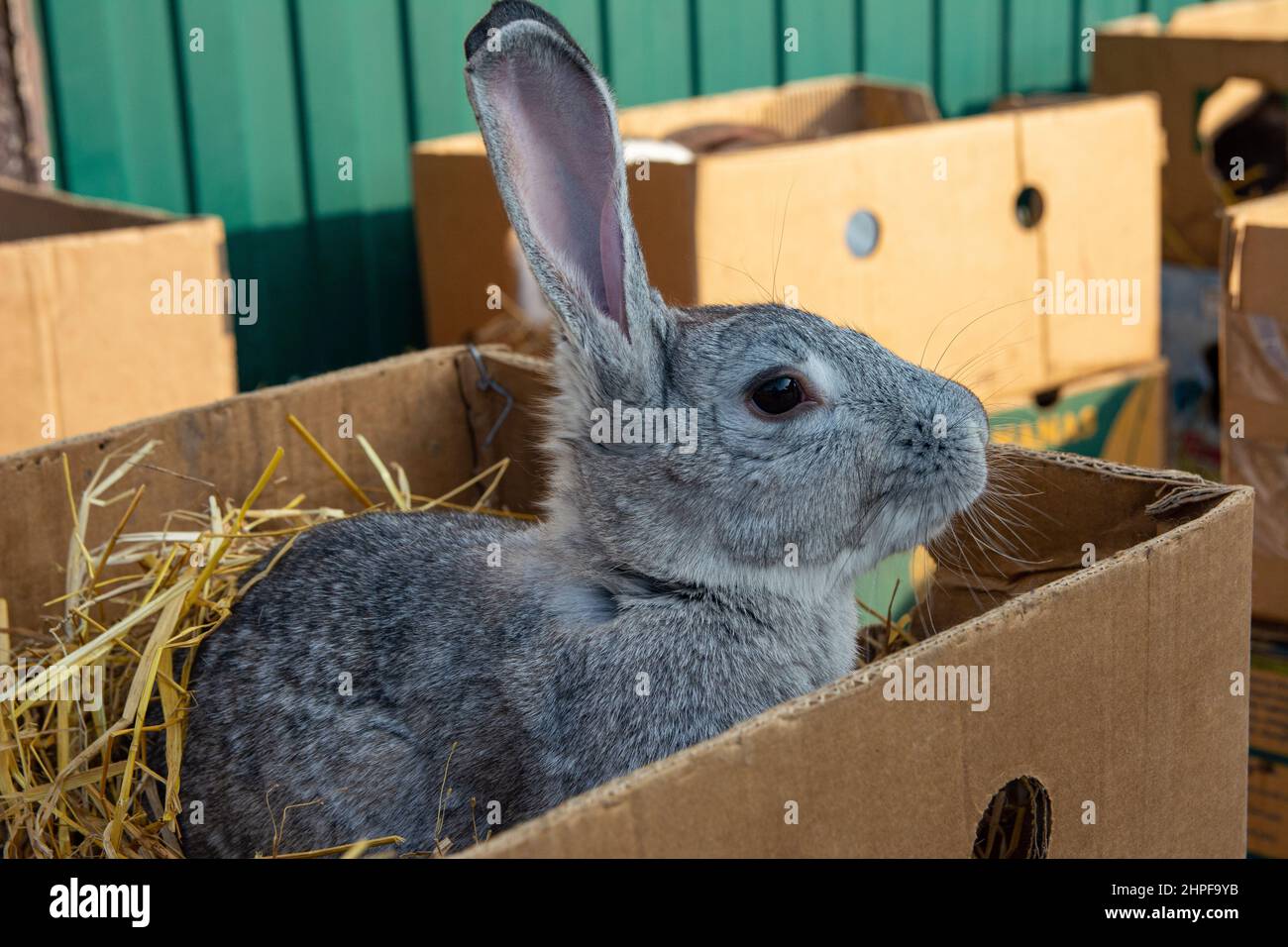 Rabbit for sale in the market. A beautiful domestic gray bunny with ...