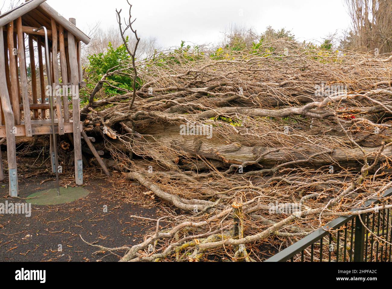London, UK. 21st Feb, 2022. Fallen tree in Garratt Park Wandsworth on ...