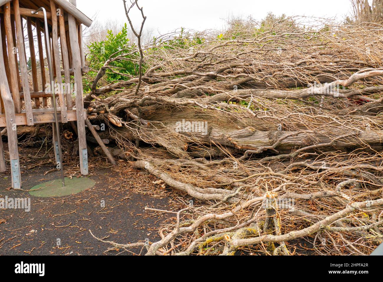 London, UK. 21st Feb, 2022. Fallen tree in Garratt Park Wandsworth on ...