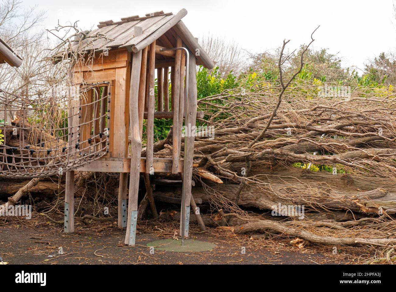 London, UK. 21st Feb, 2022. Fallen tree in Garratt Park Wandsworth on ...