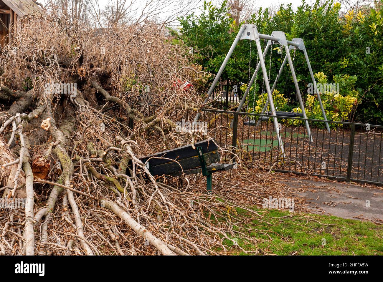 London, UK. 21st Feb, 2022. Fallen tree in Garratt Park Wandsworth on ...