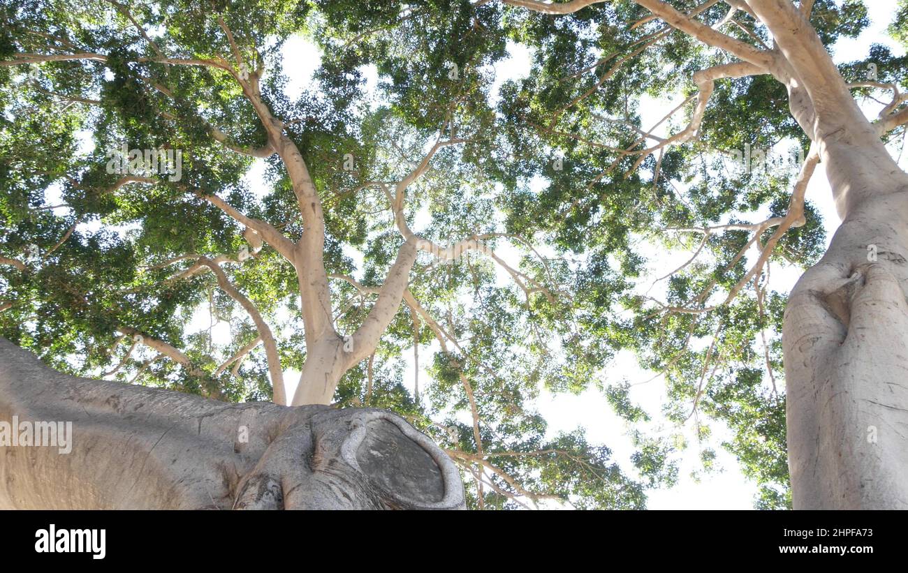 Canopy of big huge tree in forest, jungle or rainforest. Giant trunk ...