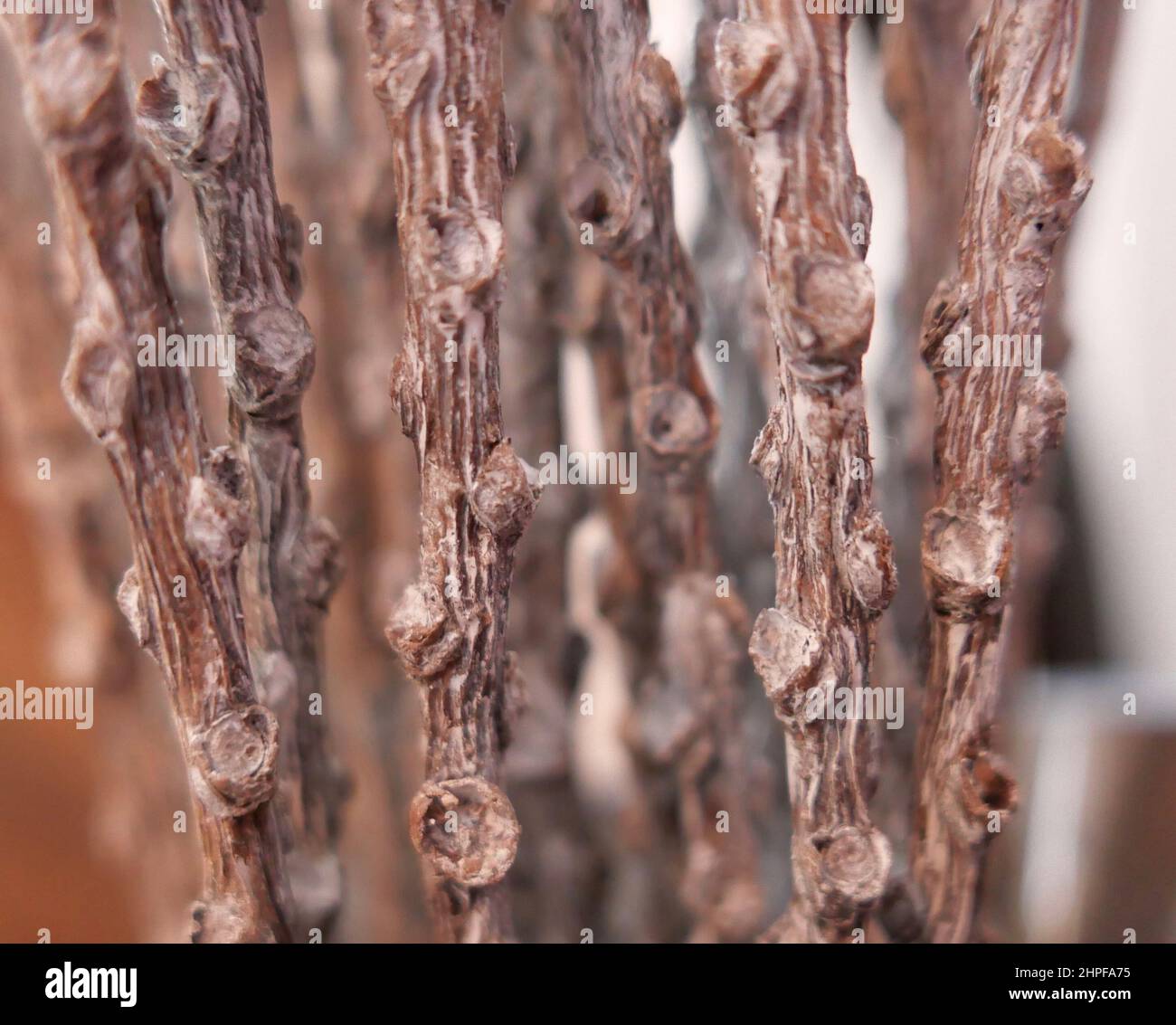 Closeup twigs dry leaves hi-res stock photography and images - Alamy