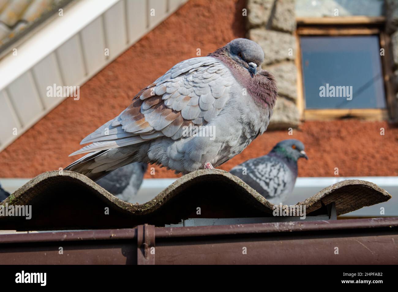 A beautiful fluffy dove sits on the roof on a sunny day. Close-up photo ...
