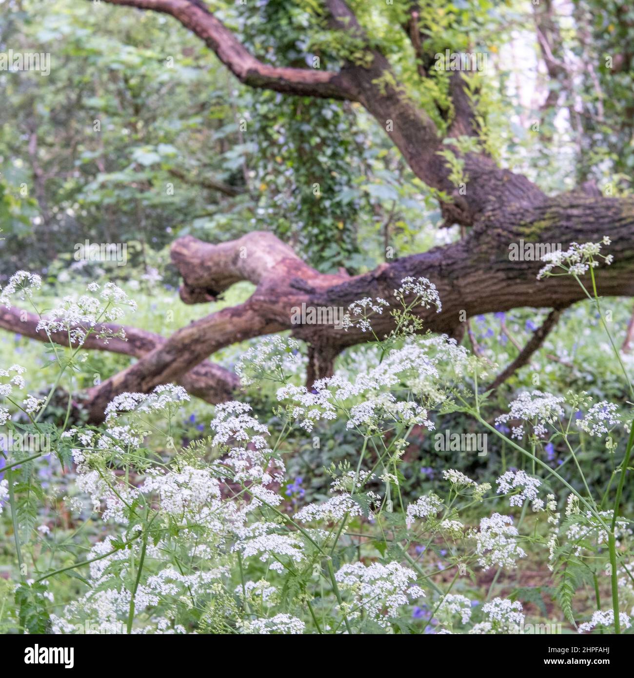 Garlic tree hi-res stock photography and images - Alamy