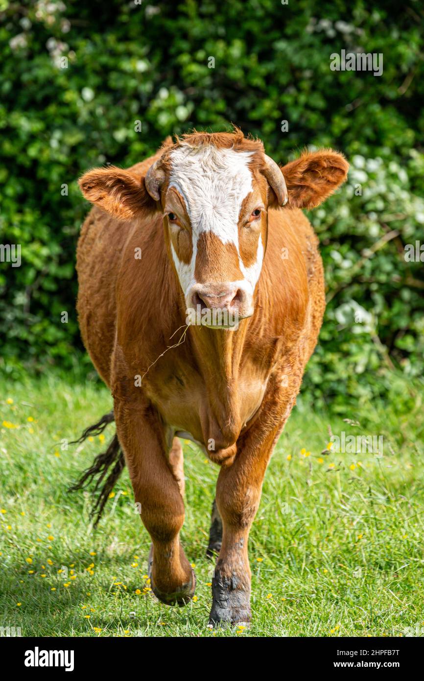 A close up of a cow running towards the camera Stock Photo - Alamy