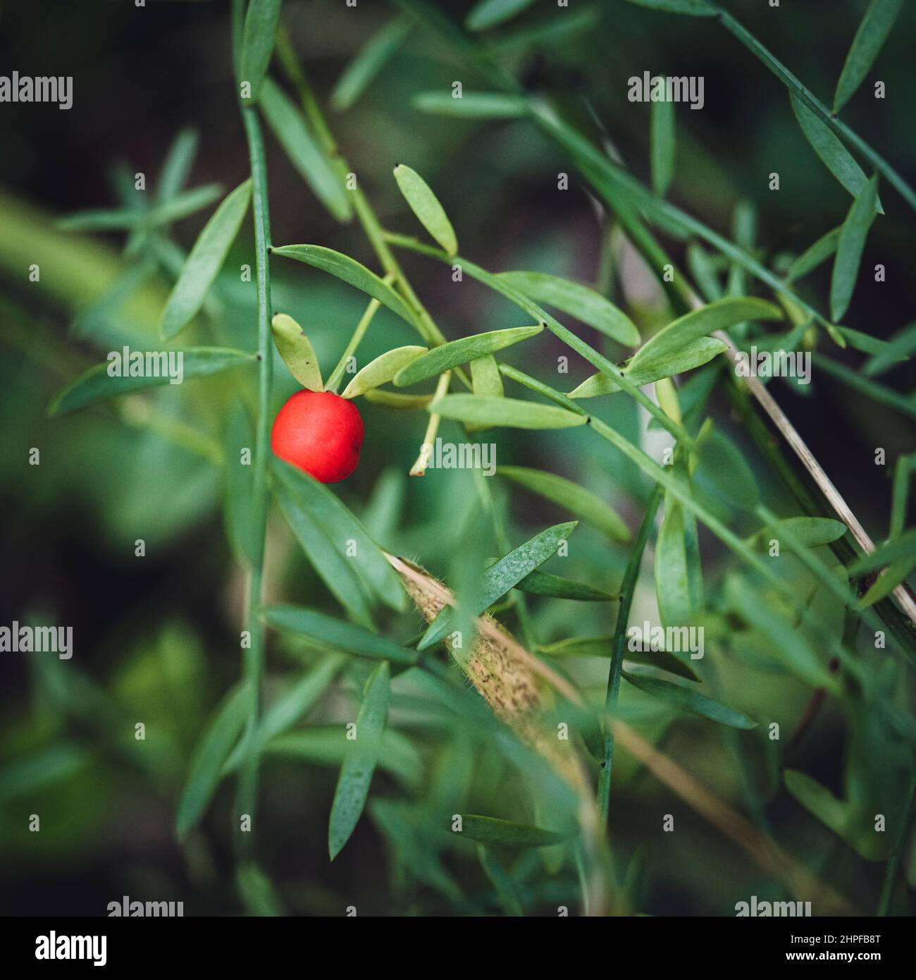 Fruit de tamier, Saint Zacharie, Var, France, 83, PACA Stock Photo - Alamy