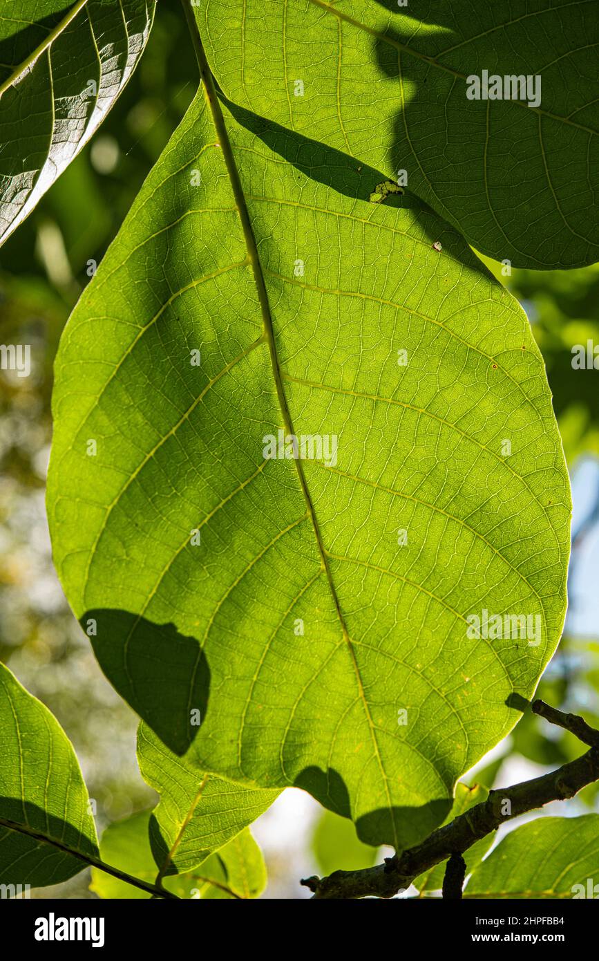 Feuille de quercus hi-res stock photography and images - Alamy