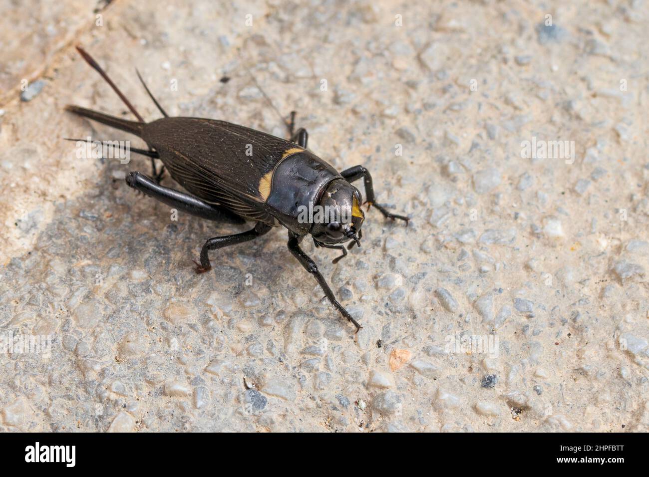 Gryllus bimaculatus, Mediterranean field cricket Stock Photo - Alamy