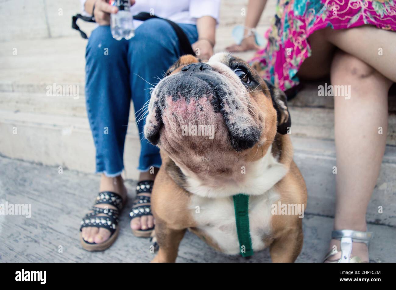 portrait of english bulldog in the street for a walk with his owners ...