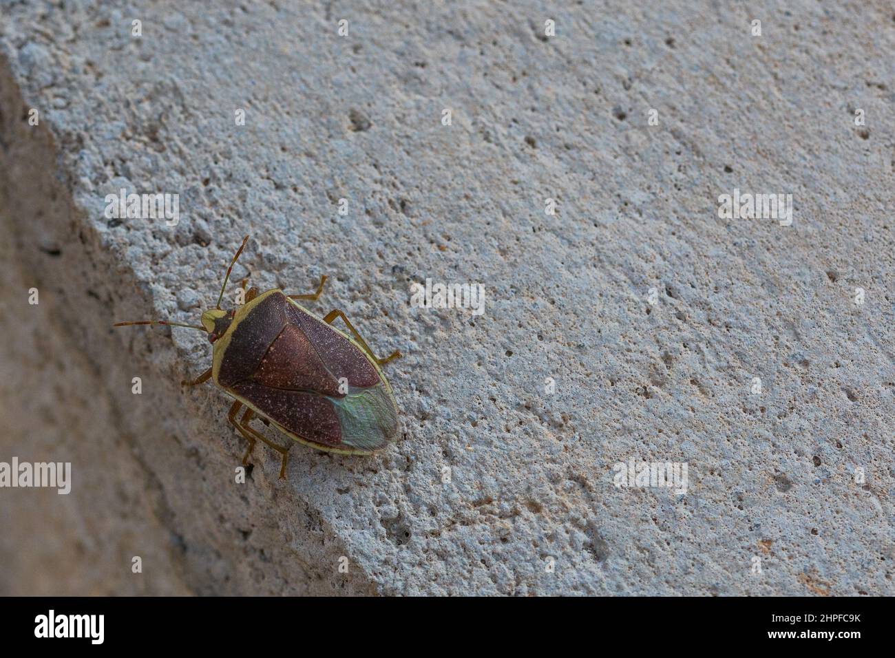 Nezara viridula, Southern green stink bug Stock Photo - Alamy