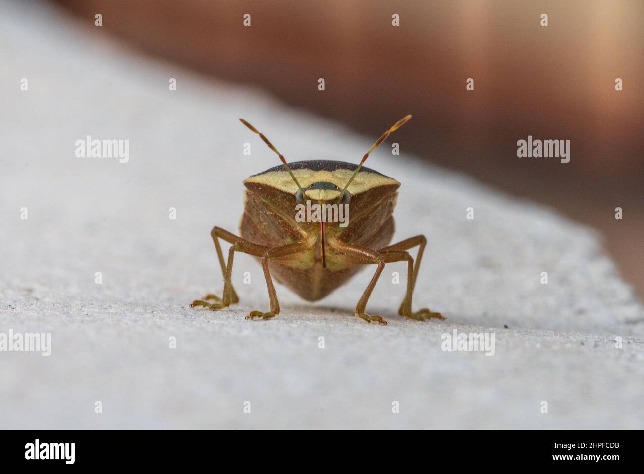 Nezara viridula, Southern green stink bug Stock Photo - Alamy