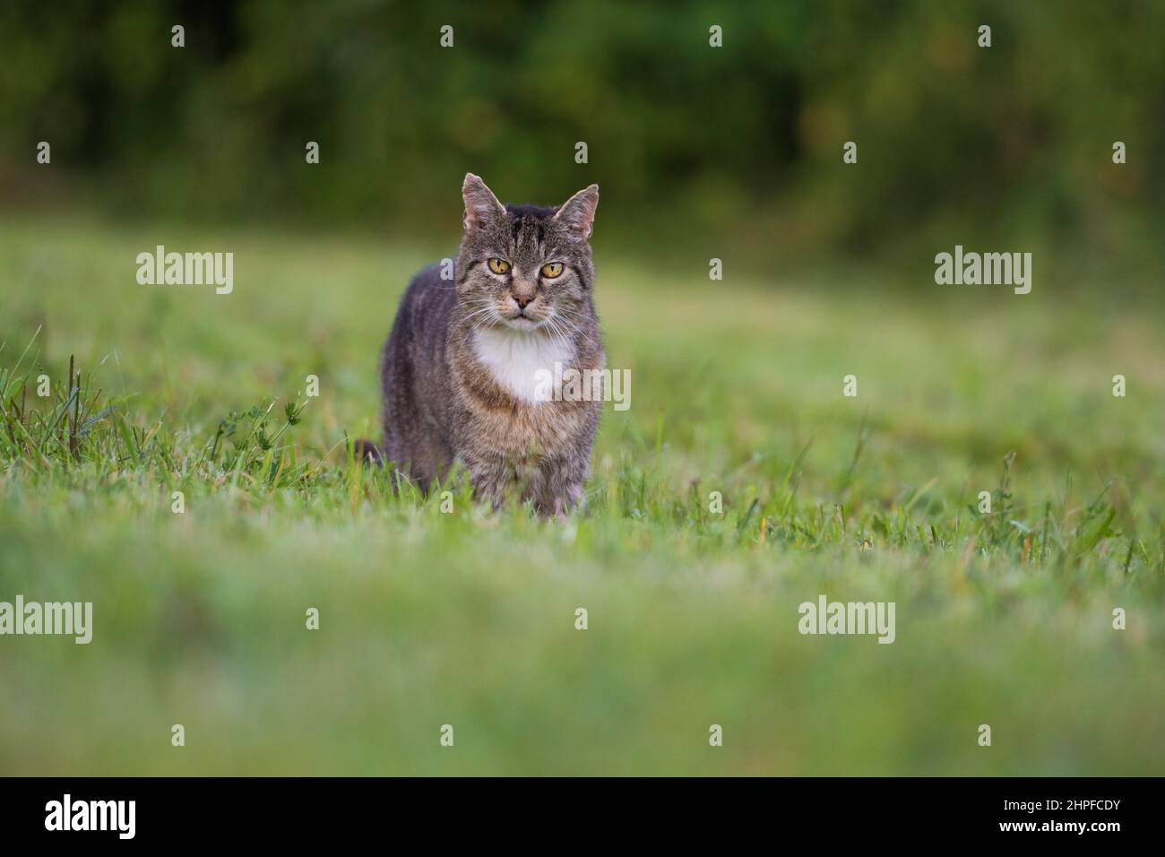 Domestic cat in a summer meadow Stock Photo - Alamy