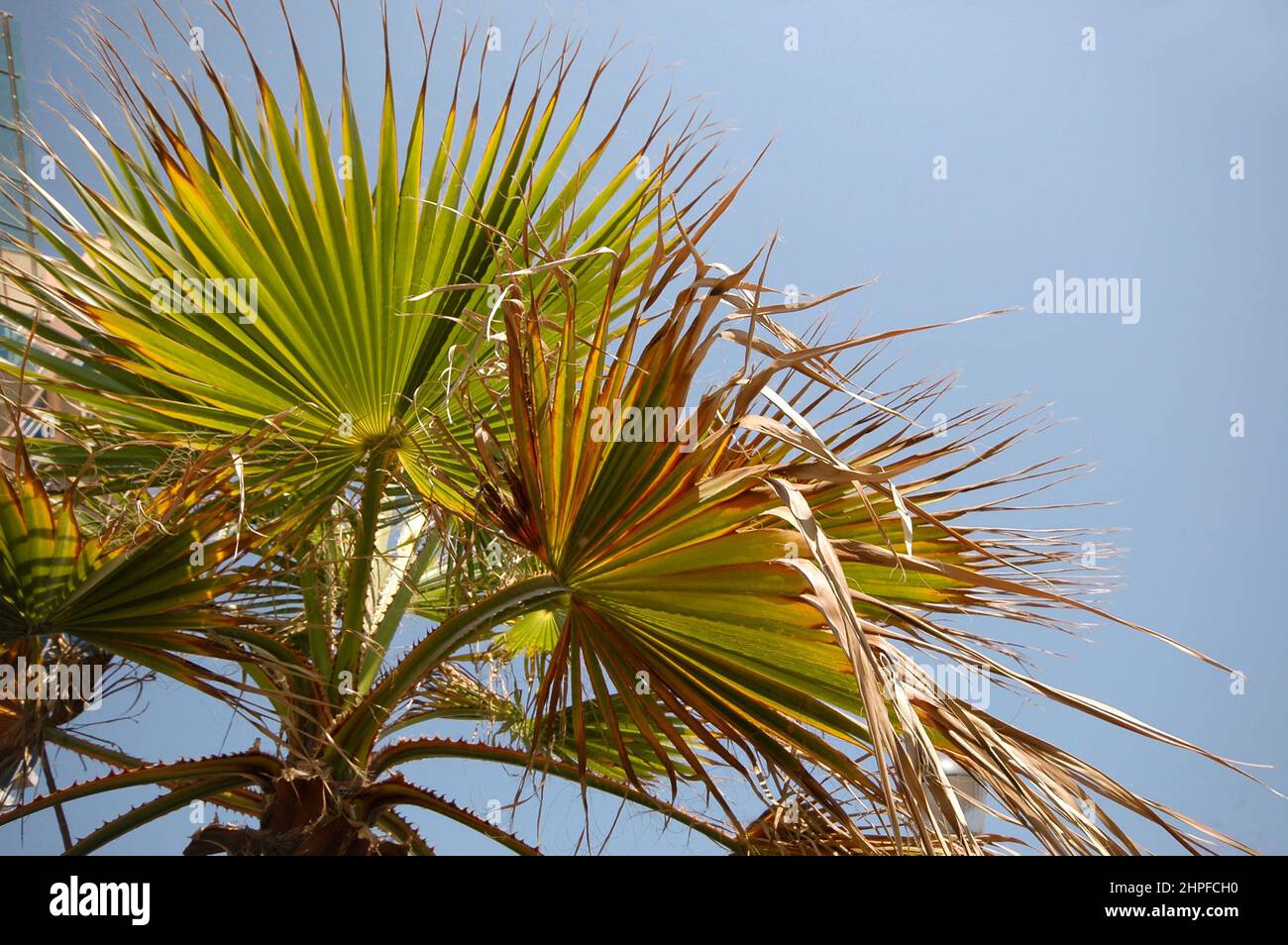 Plam up hi-res stock photography and images - Alamy