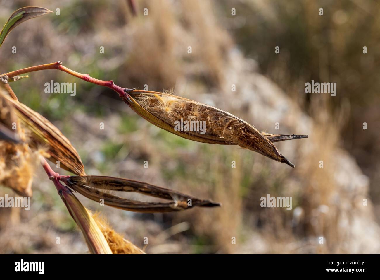Seed Pods of the Nerium oleander Stock Photo - Alamy
