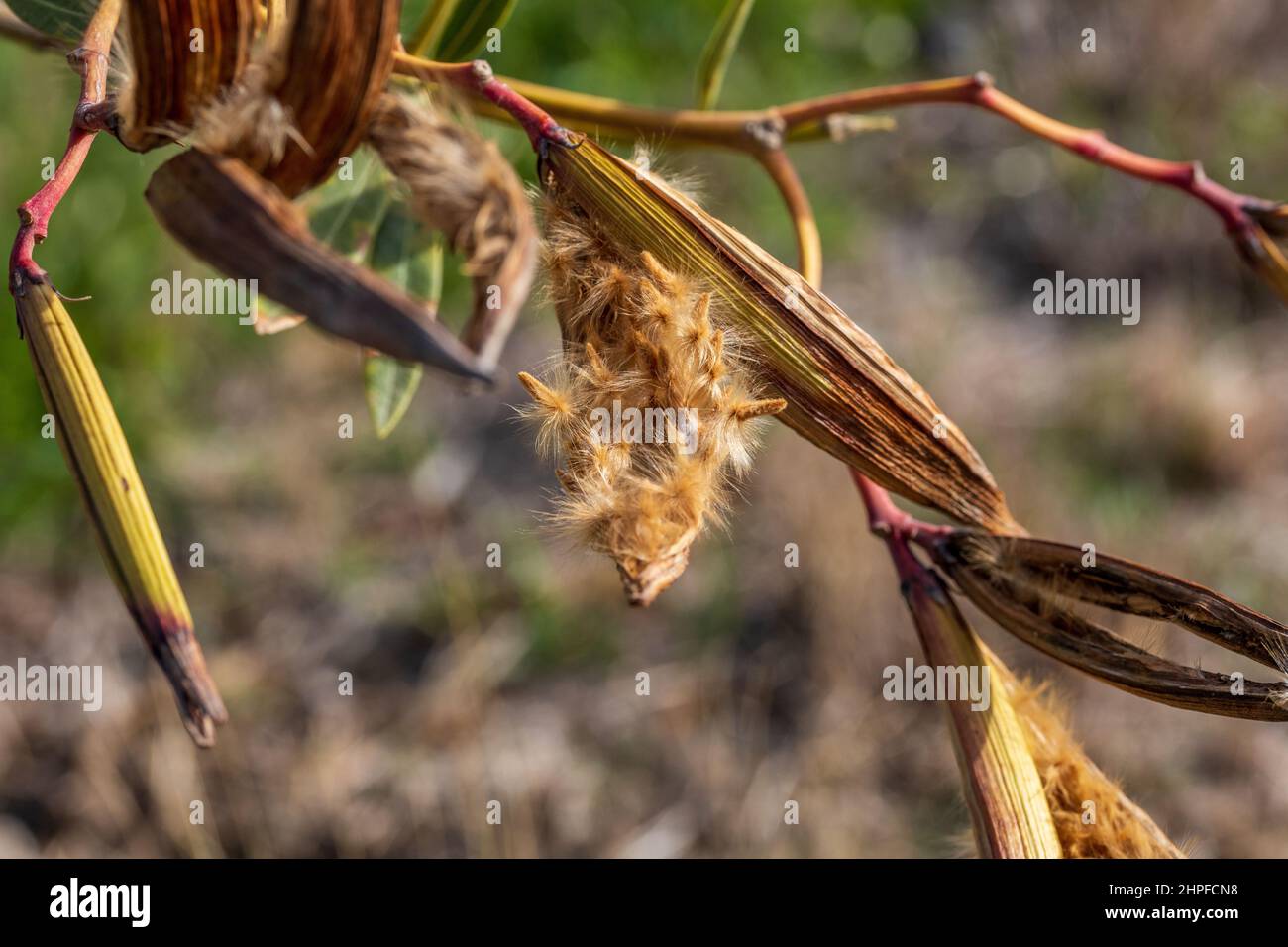 Seed Pods of the Nerium oleander Stock Photo - Alamy