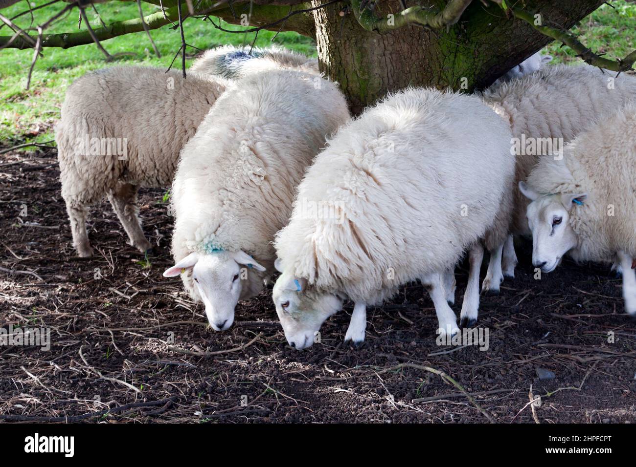 Sheep in the paddock beside Walmer Castle, Kent Stock Photo - Alamy