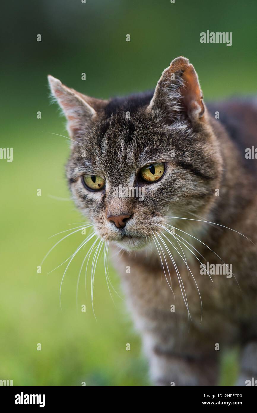Domestic cat in a summer meadow Stock Photo - Alamy