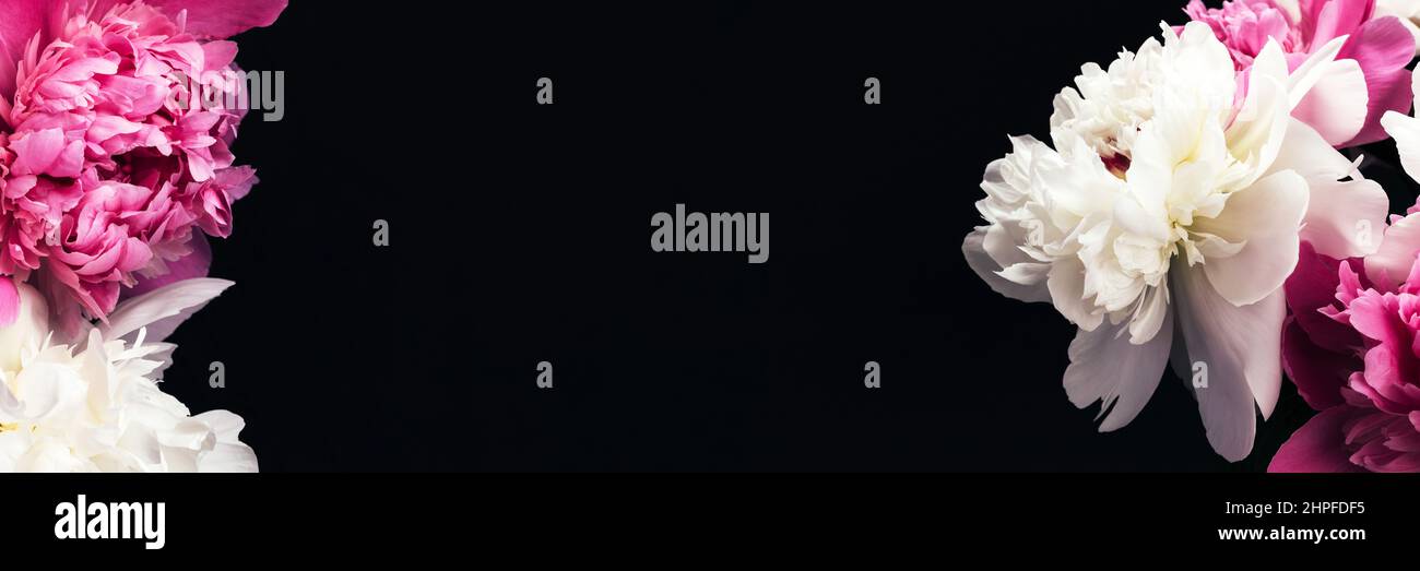 Lush bouquet of pink and white peonies on black background header. Wide ...