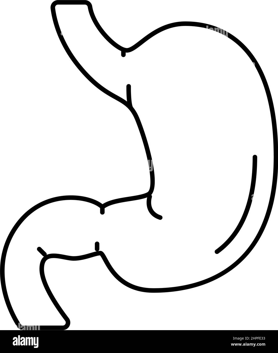 stomach human organ line icon vector illustration Stock Vector Image ...