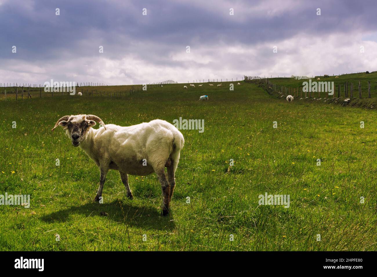 Rural donegal ireland sheep hi-res stock photography and images - Alamy