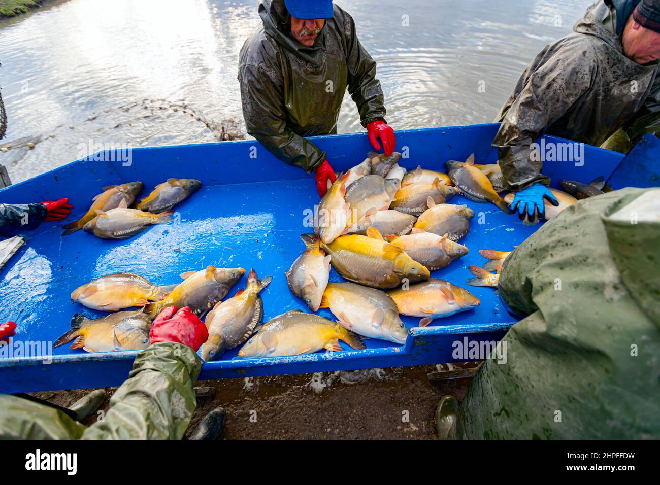 Fish sorting table hi-res stock photography and images - Alamy