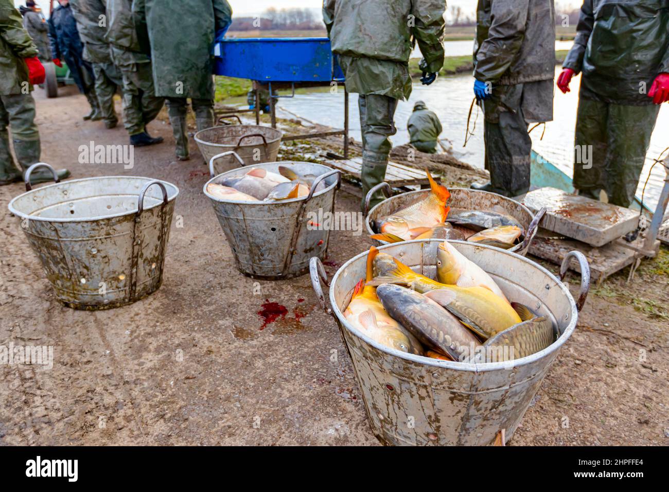 Pile of sorted crap fish placed in metal bucket ready for transport to ...