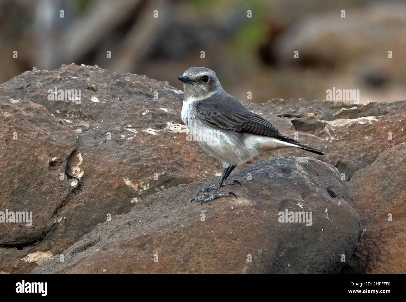 Oman and south arabian wheatear hi-res stock photography and images - Alamy
