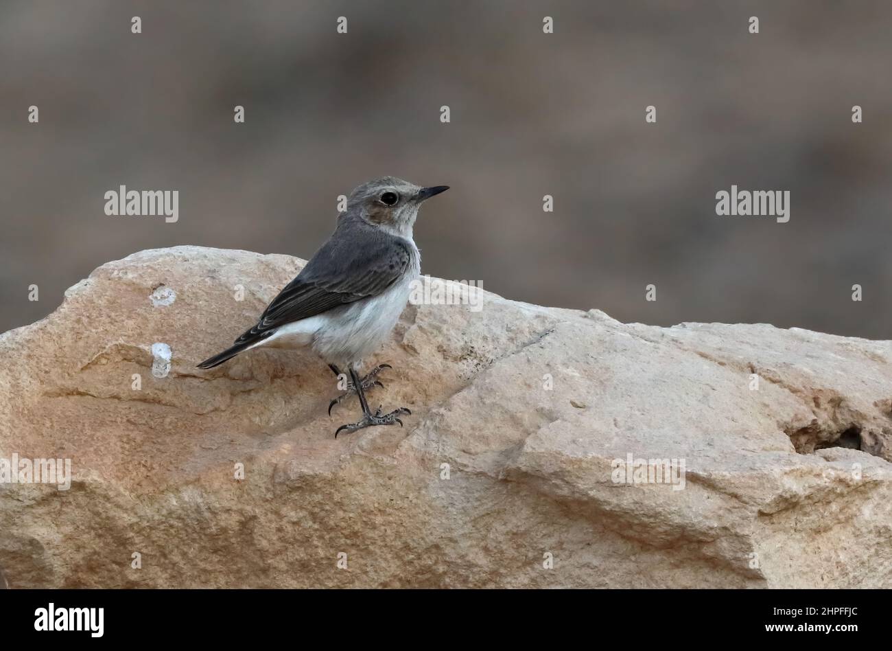 Arabian Wheatear (Oenanthe lugentoides) adult female standing on rock ...