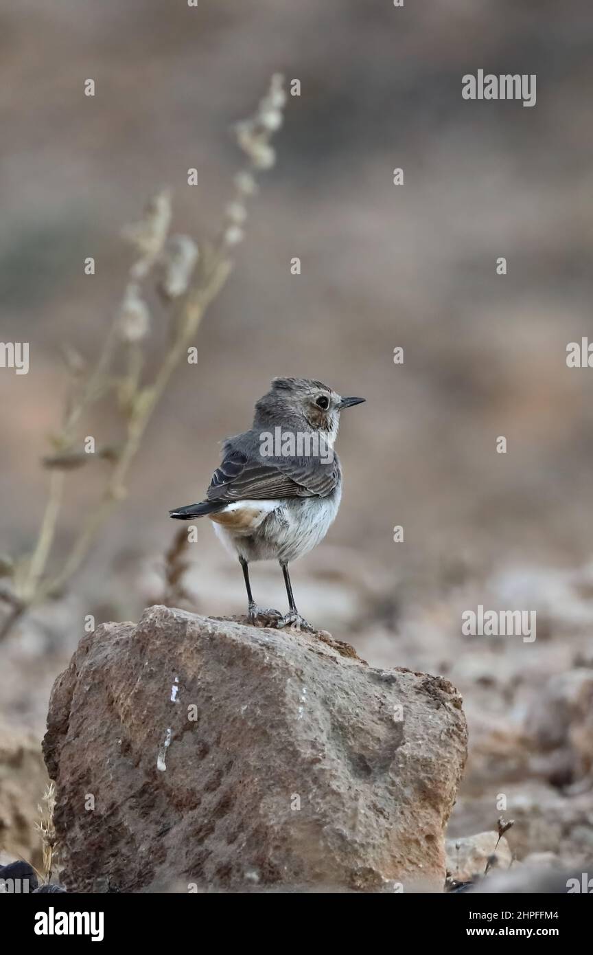 Oman and south arabian wheatear hi-res stock photography and images - Alamy