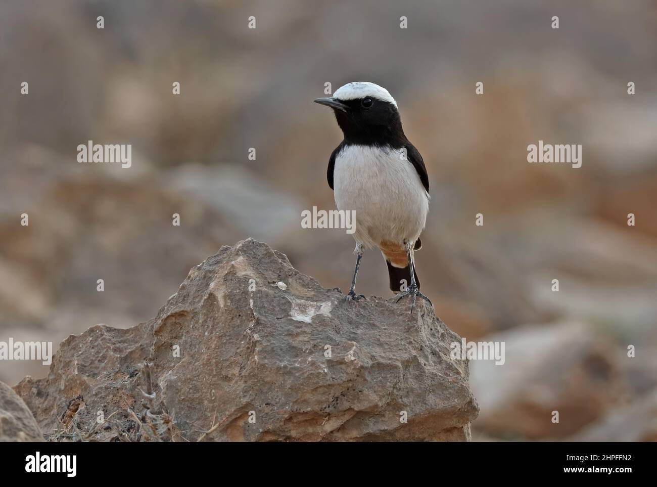 Oman and south arabian wheatear hi-res stock photography and images - Alamy