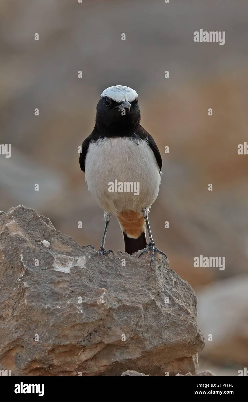 Oman and south arabian wheatear hi-res stock photography and images - Alamy