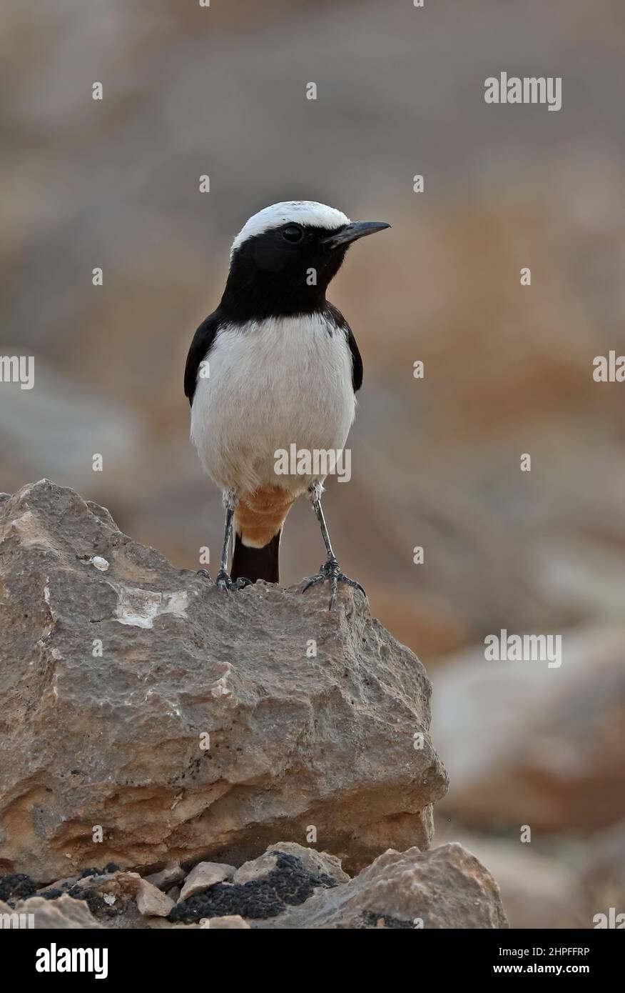 Arabian Wheatear (Oenanthe lugentoides) adult male standing on rock ...