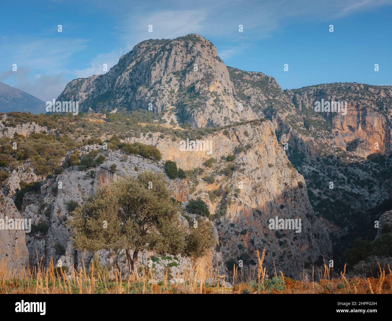 walk in olive grove, over Saklikent canyon Turkey. Large and old ...