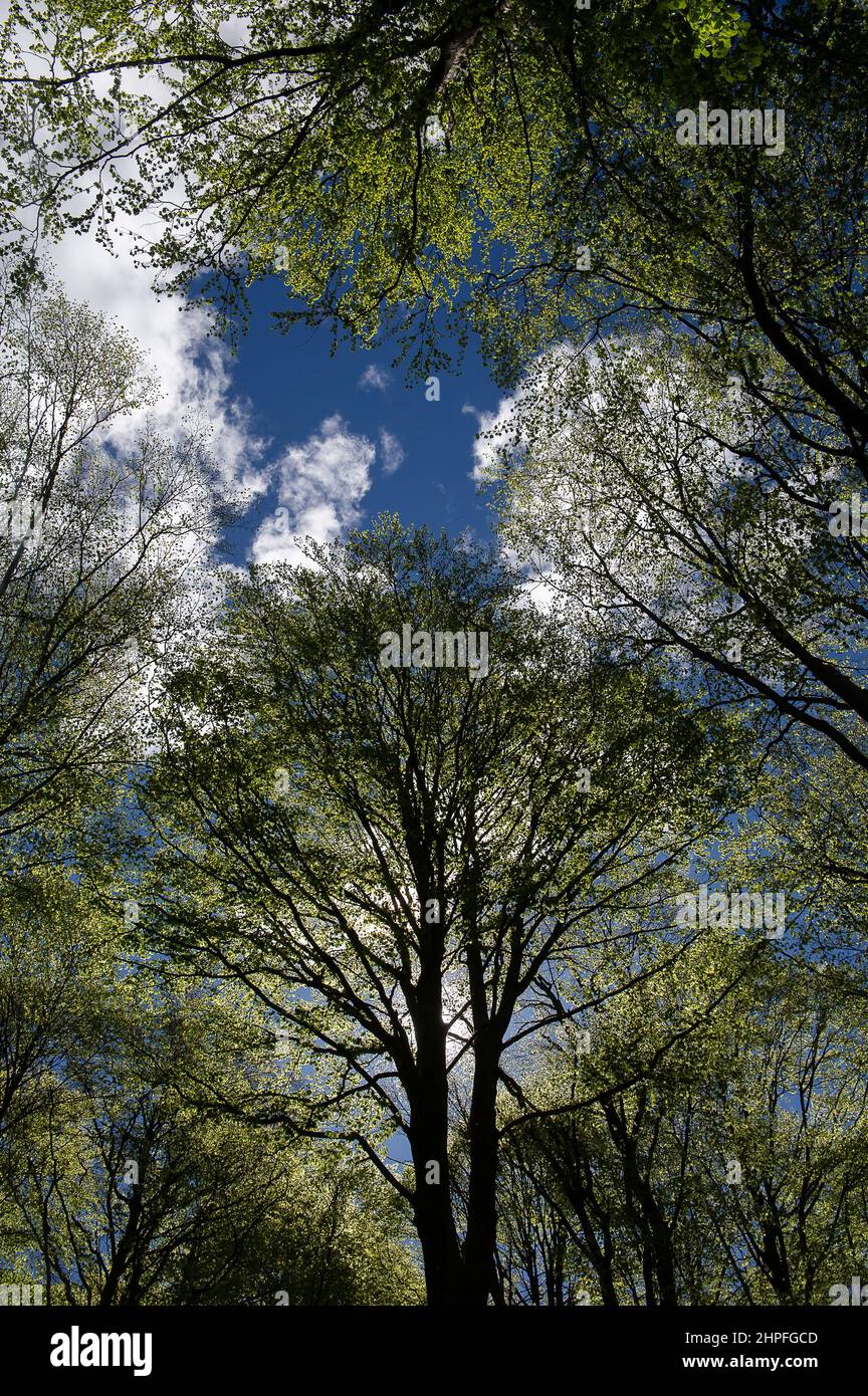 in a birch forest, looking up on the treetops with green leaves, a blue ...