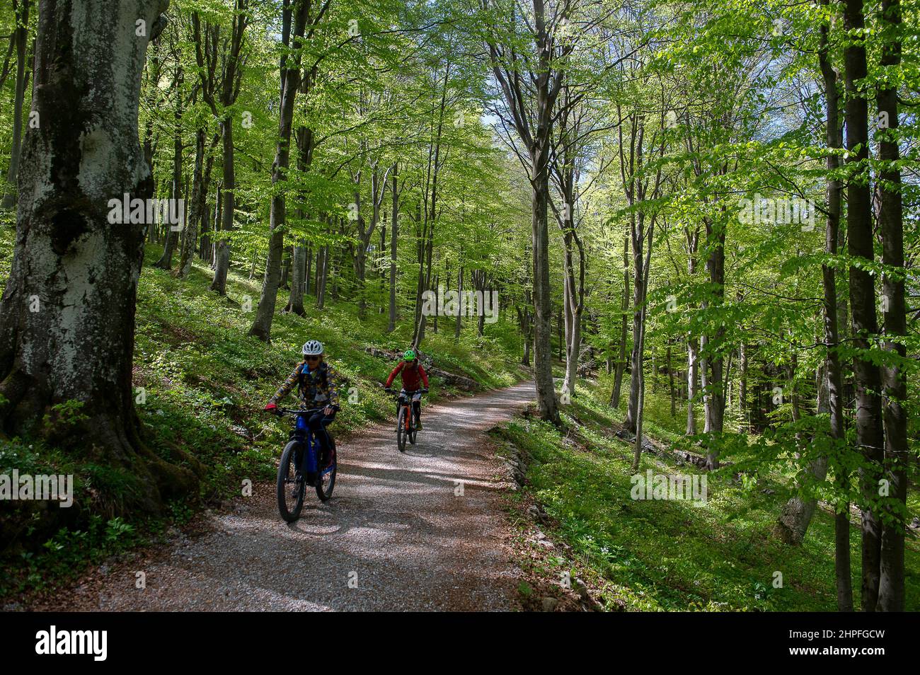 in a birch forest, looking up on the treetops with green leaves, a blue ...